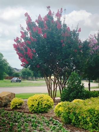 Caring for Crape Myrtle Trees in North Texas (Top 10 Questions)