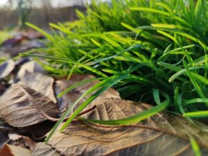 How to Level a Bumpy Lawn in Texas | Level an Uneven Yard