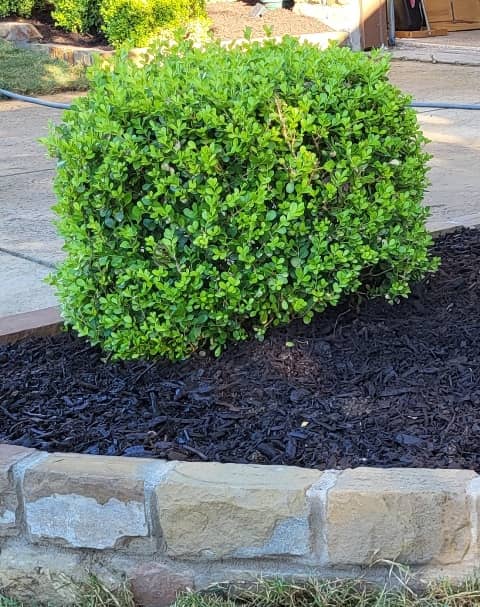 5 Low Maintenance Shrubs for North Texas | Easy-Care Shrubs