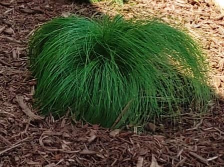 5 Rabbit Resistant Landscape Grasses | Rabbit Deterrent Grasses