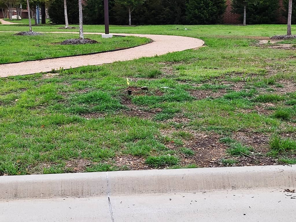 How to Level a Bumpy Lawn in Texas | Level an Uneven Yard