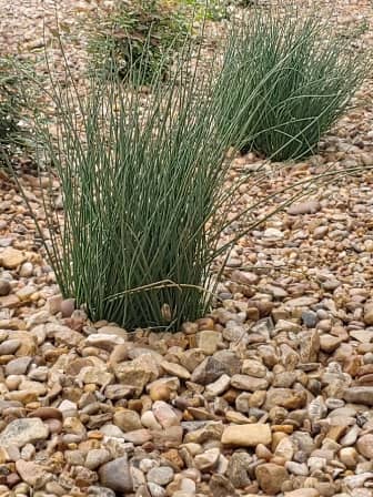 5 Rabbit Resistant Landscape Grasses | Rabbit Deterrent Grasses