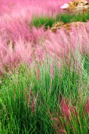 5 Rabbit Resistant Landscape Grasses | Rabbit Deterrent Grasses