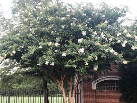 Top 5 Crape Myrtle Tree Varieties | Tuscarora, Natchez, Arapaho