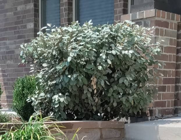 5 Low Maintenance Shrubs for North Texas | Easy-Care Shrubs