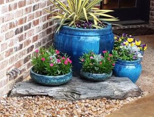 Texas Native Container Plants: 7 Plants to Grow in Containers