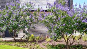 6 Fast-Growing Trees for Privacy: Trees for Privacy from Neighbors
